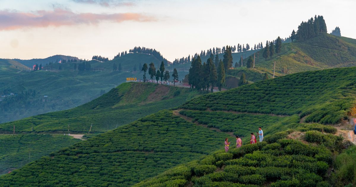 Nepali Tea Wonders: Exploring Traditions of Teas in Nepal